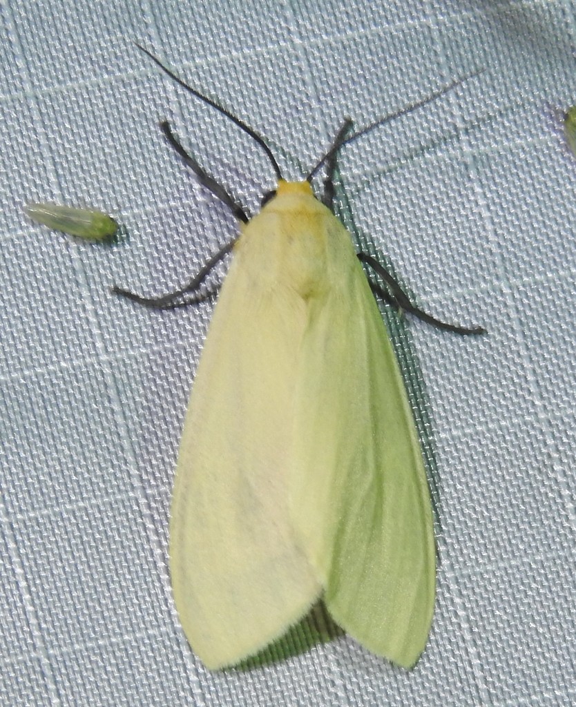 Yellow-winged Pareuchaetes Moth from DeLuca Preserve on May 14, 2022 at ...
