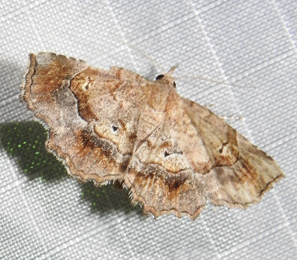 Decorated Owlet from DeLuca Preserve on May 14, 2022 at 11:02 PM by ...