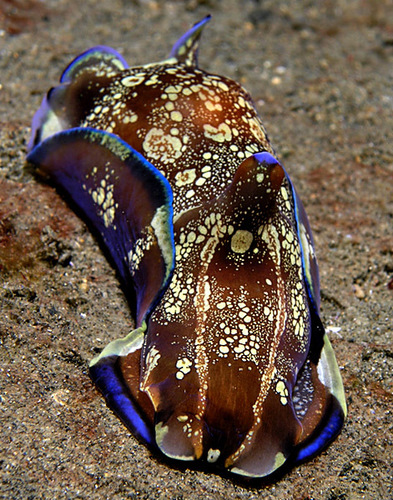 Genus Philinopsis · iNaturalist