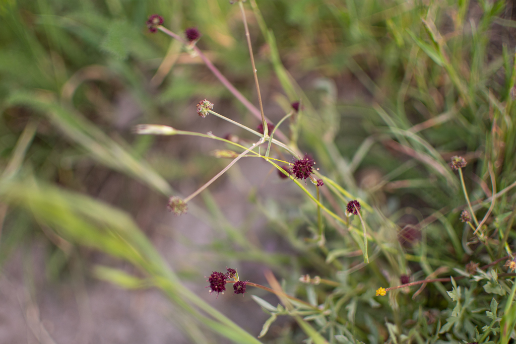 Purple Sanicle in May 2022 by Tony Milani. iNat suggestion · iNaturalist