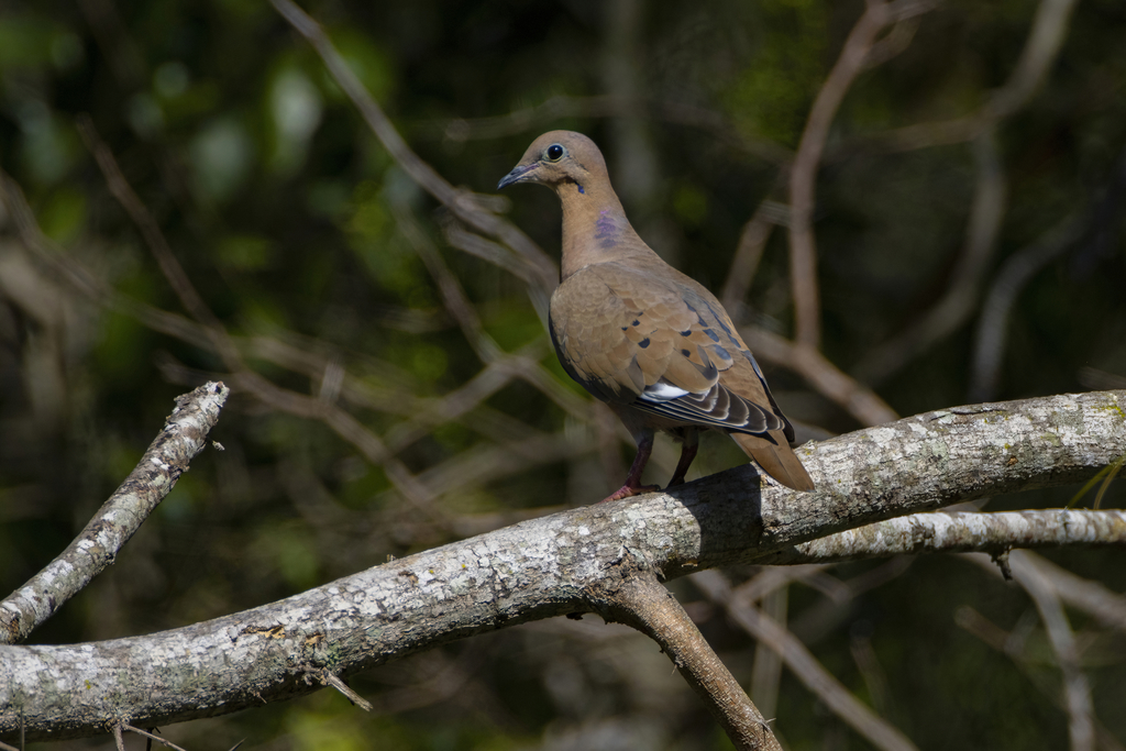 Caribbean Zenaida Dove (Zenaida aurita zenaida) - Avian Discovery