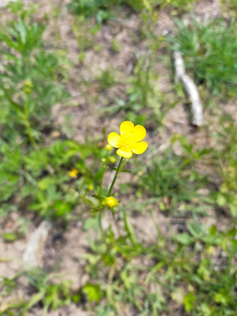Japanese Buttercup from Находка, Приморский край, Россия on May 13 ...