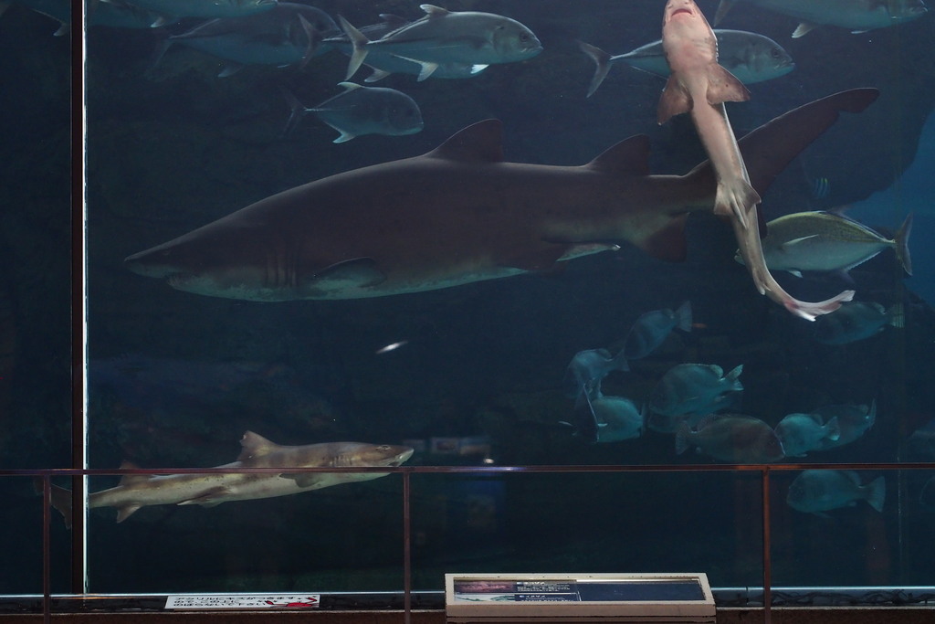 Suma Aquarium – Suma Aqualife Park – NNTT