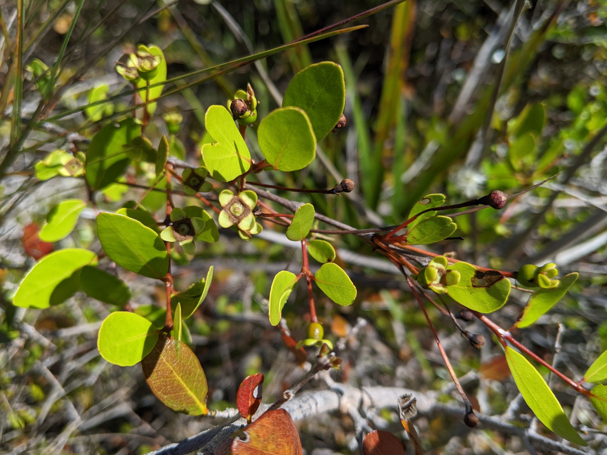 Mosiera longipes (O.Berg) Small
