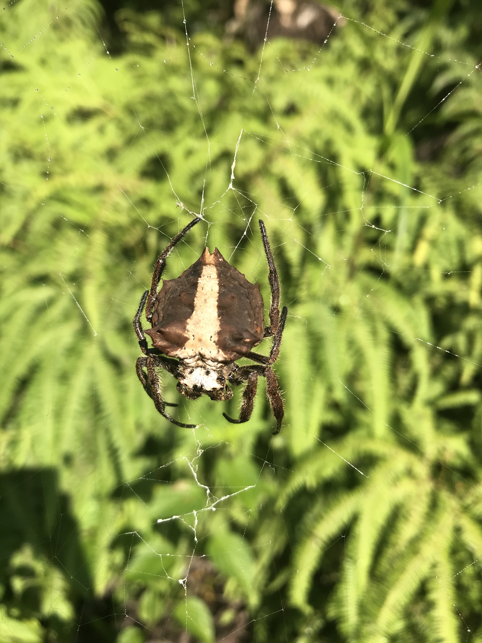Caerostris extrusa Butler, 1882