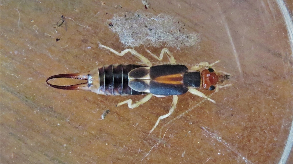 Labidura truncata from Wandella NSW 2550, Australia on March 27, 2013 ...