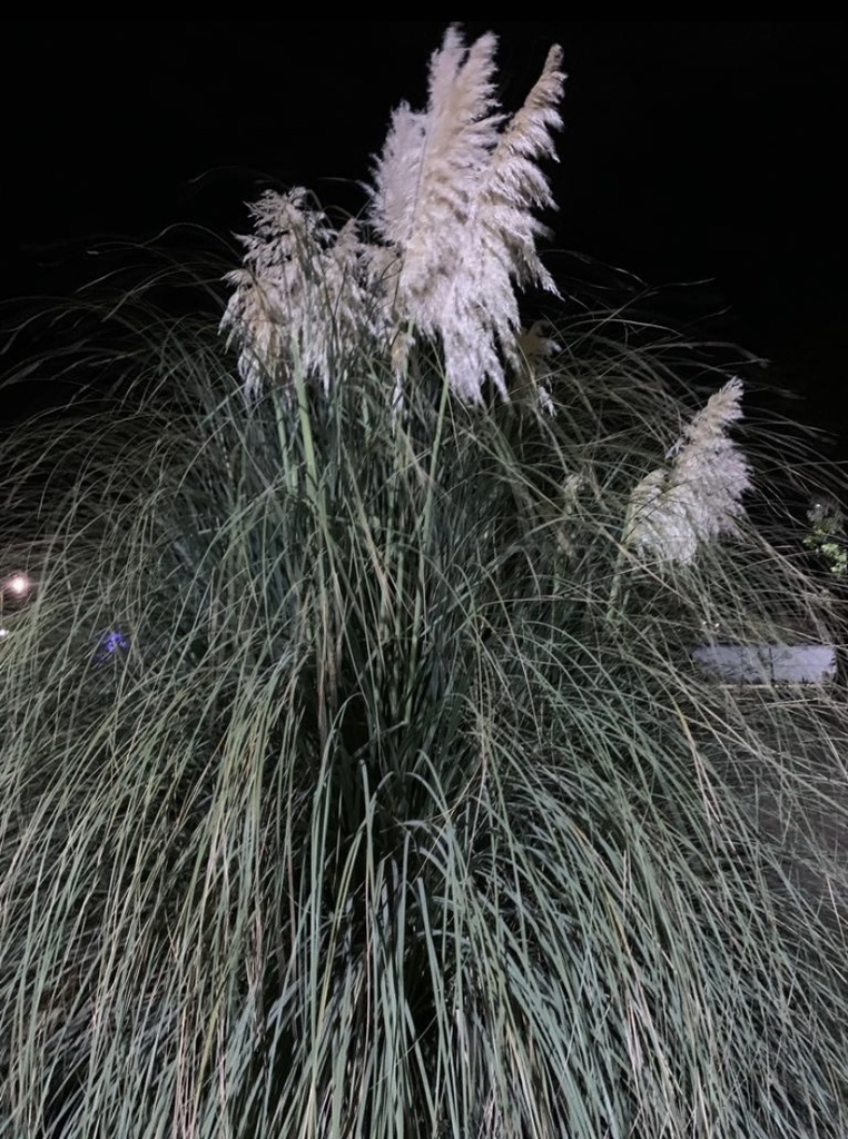 Pasto pampa desde Circuito Laurel, Irapuato, GTO, MX el 15 de mayo de ...