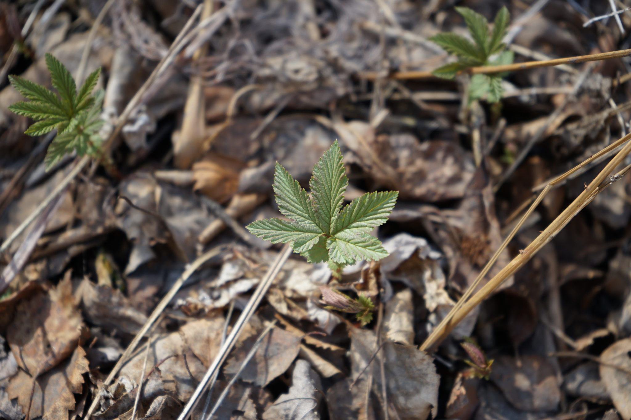 Filipendula palmata (Pall.) Maxim.
