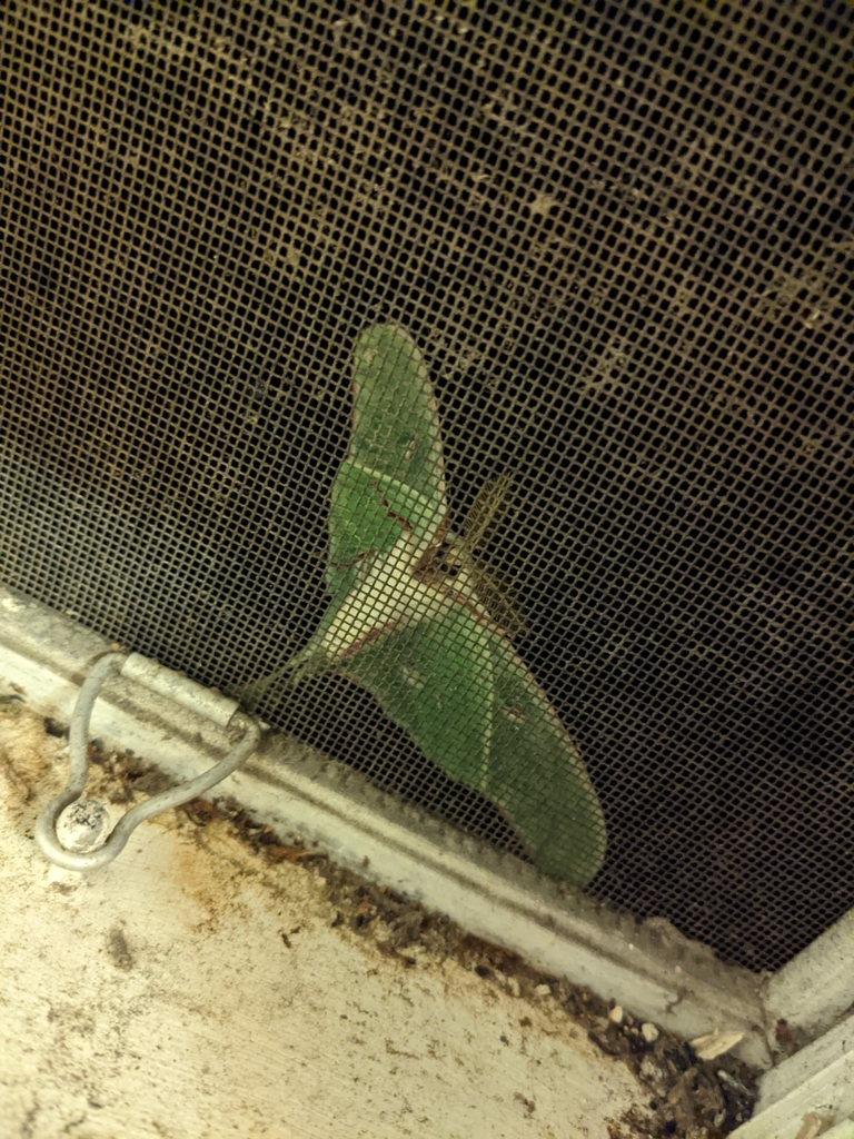 North American Luna Moth from Emerald Ridge, VA 22932, USA on May 16 ...