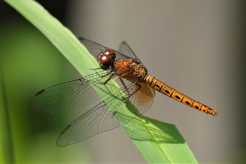 Neurothemis disparilis from Bukit Tekenang, Danau Sentarum national ...