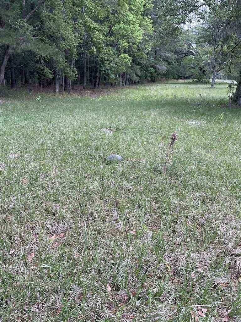 Nine-banded Armadillo from Charleston County, SC, USA on May 12, 2022 ...