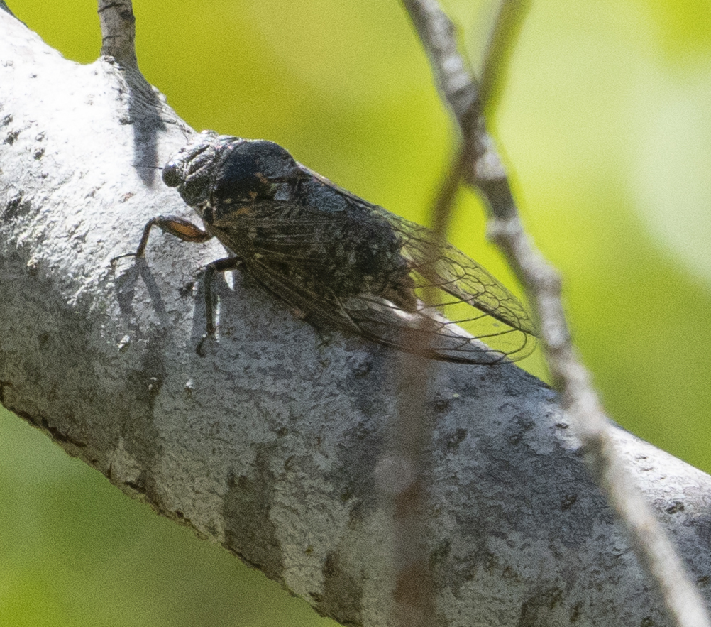 Okanagana Distant, 1905
