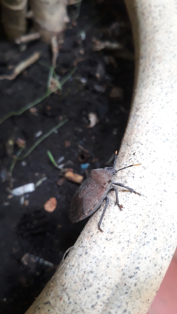 Coridius chinensis from Plot 177, Ravi Society, Mahendra Hills ...