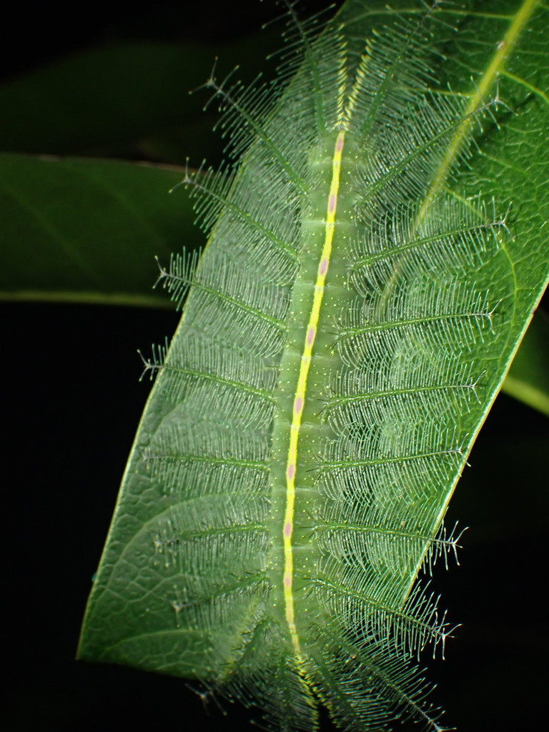 Common Baron in August 2021 by hokoonwong · iNaturalist
