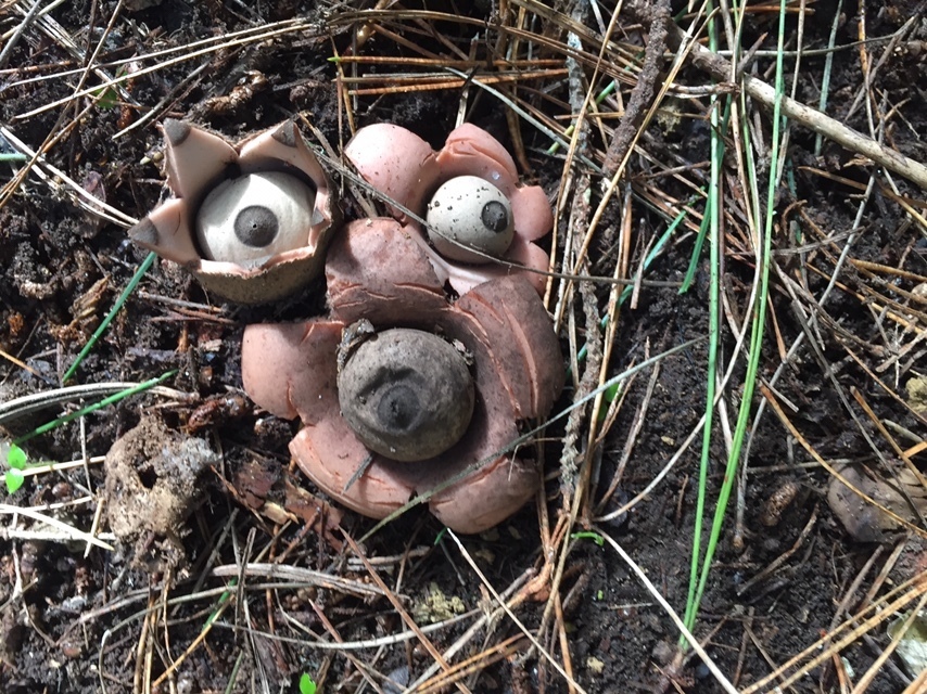 Earthstars from Tanera Park, Brooklyn, Wellington, NZ on April 30, 2022 ...