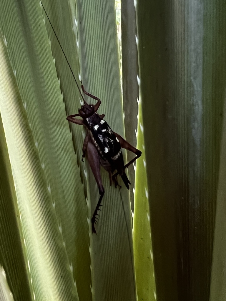 Cardiodactylus esakii from Palau, PW on May 15, 2022 at 10:11 AM by ...
