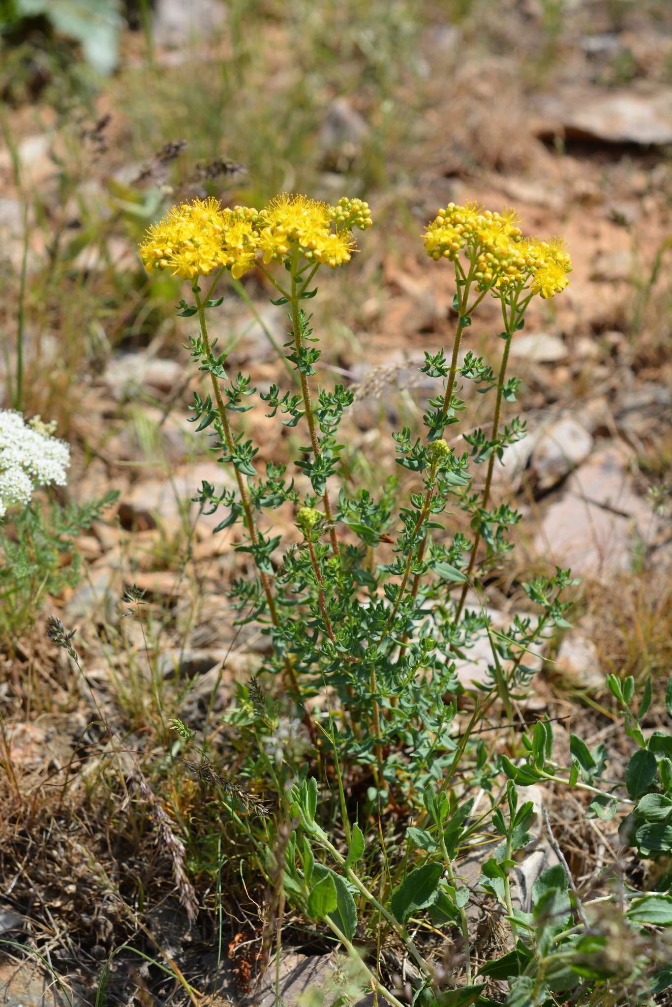 Hypericum scabrum L.