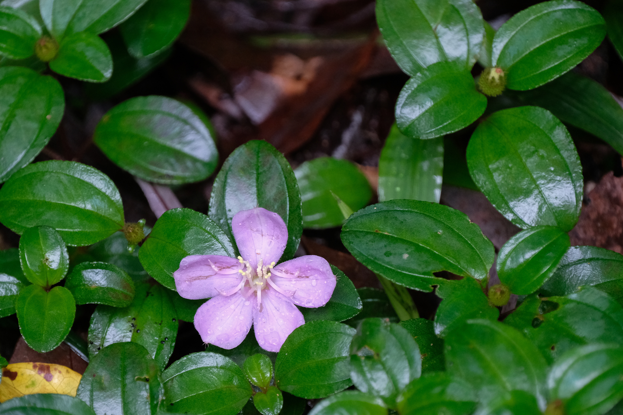 Melastoma dodecandrum Lour.