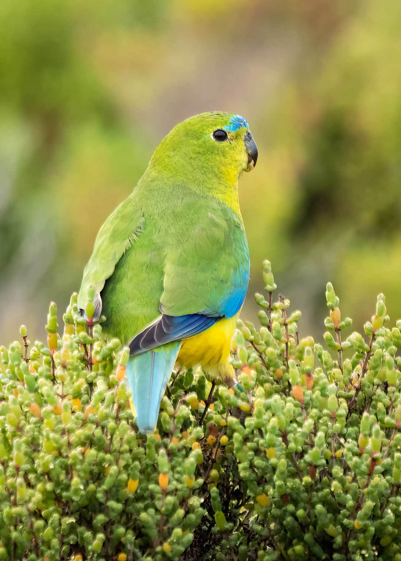 Neophema chrysogaster (Latham, 1790)