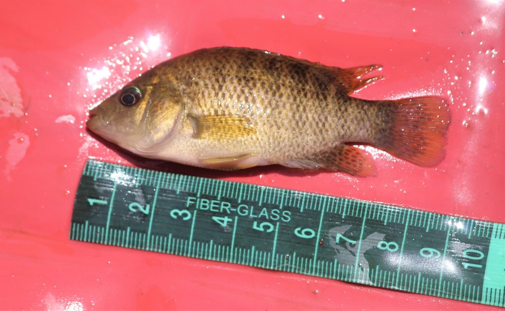 Green Guapote (Mayaheros beani) - Marine Life Identification