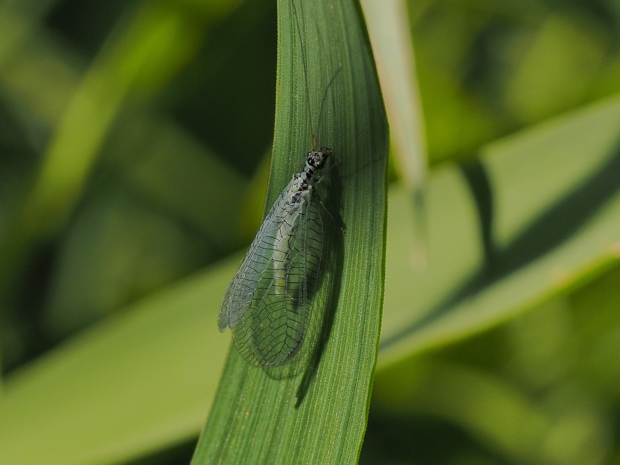Chrysopa perla (Linnaeus, 1758)