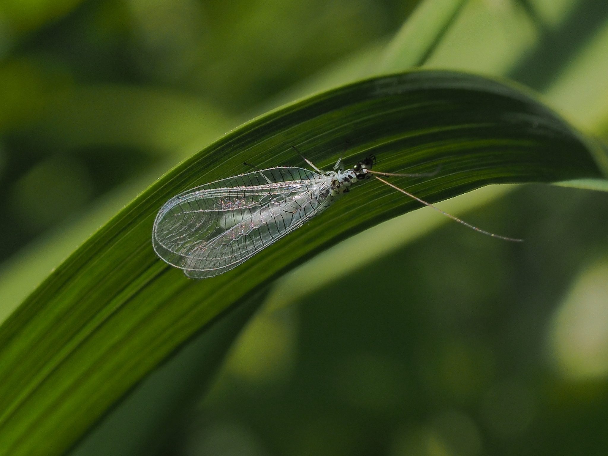 Chrysopa perla (Linnaeus, 1758)
