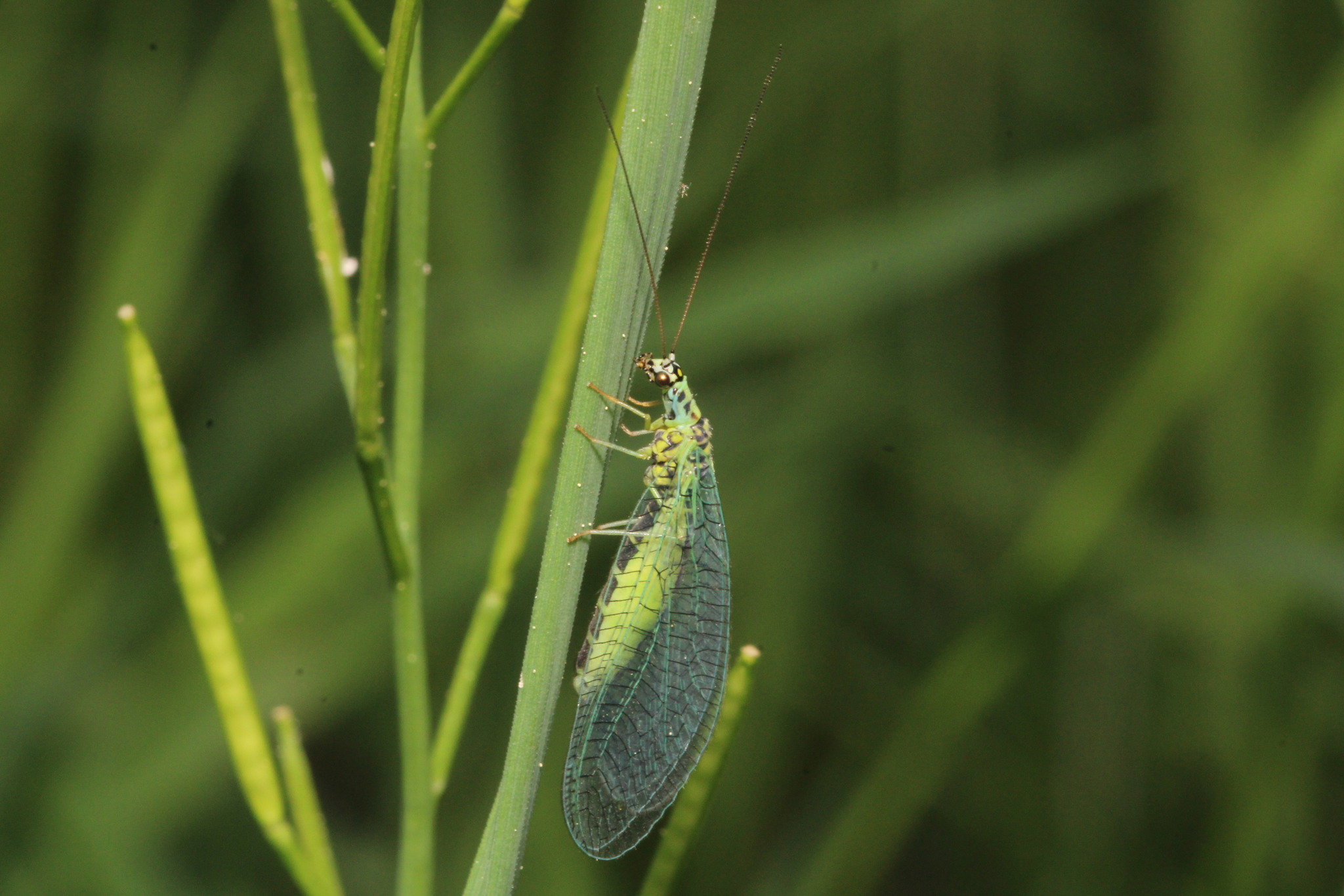 Chrysopa perla (Linnaeus, 1758)