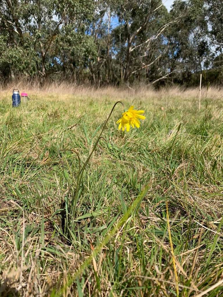 Murnong from Tuerong VIC 3915, Australia on September 15, 2021 at 07:32 ...
