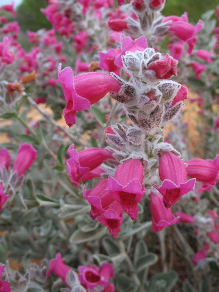 native foxglove (Dasymalla terminalis) - Botanical Realm