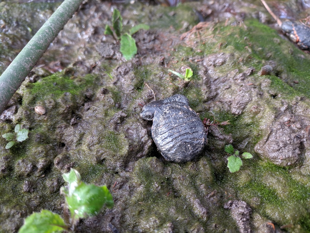 Common Snake-necked Turtle from Tuerong VIC 3915, Australia on June 7 ...