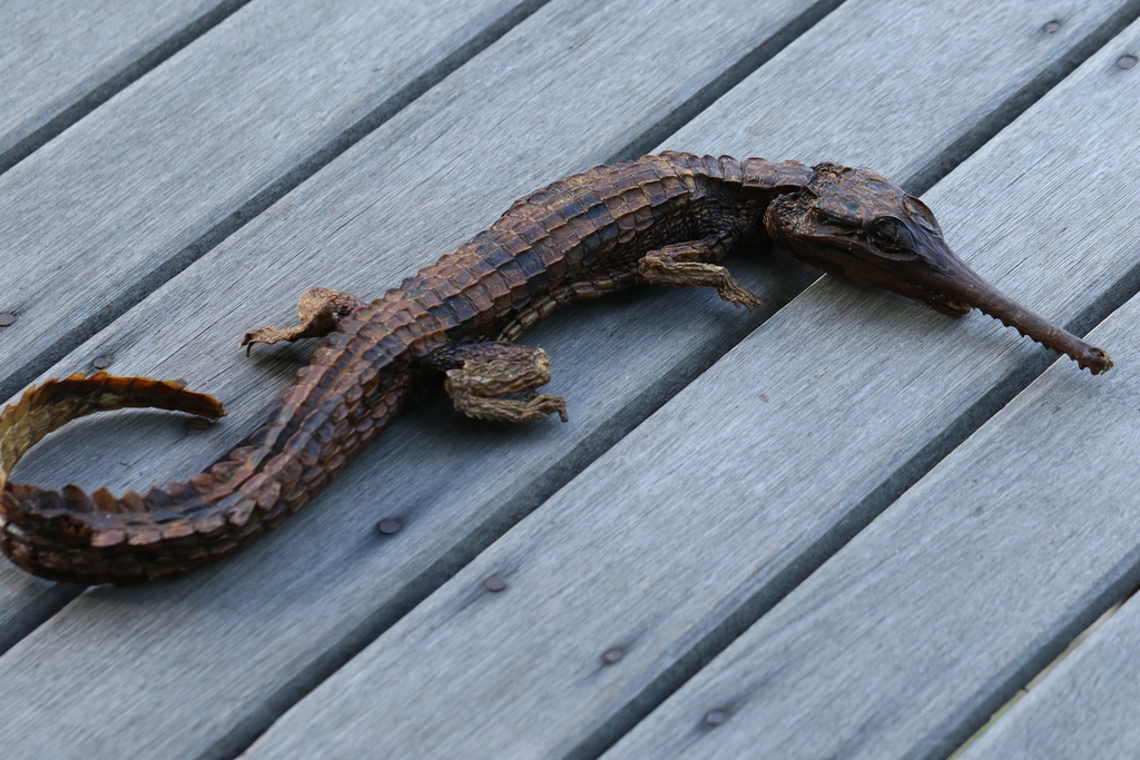 False Gharial in April 2022 by marcel-silvius. Dead specimen at the ...