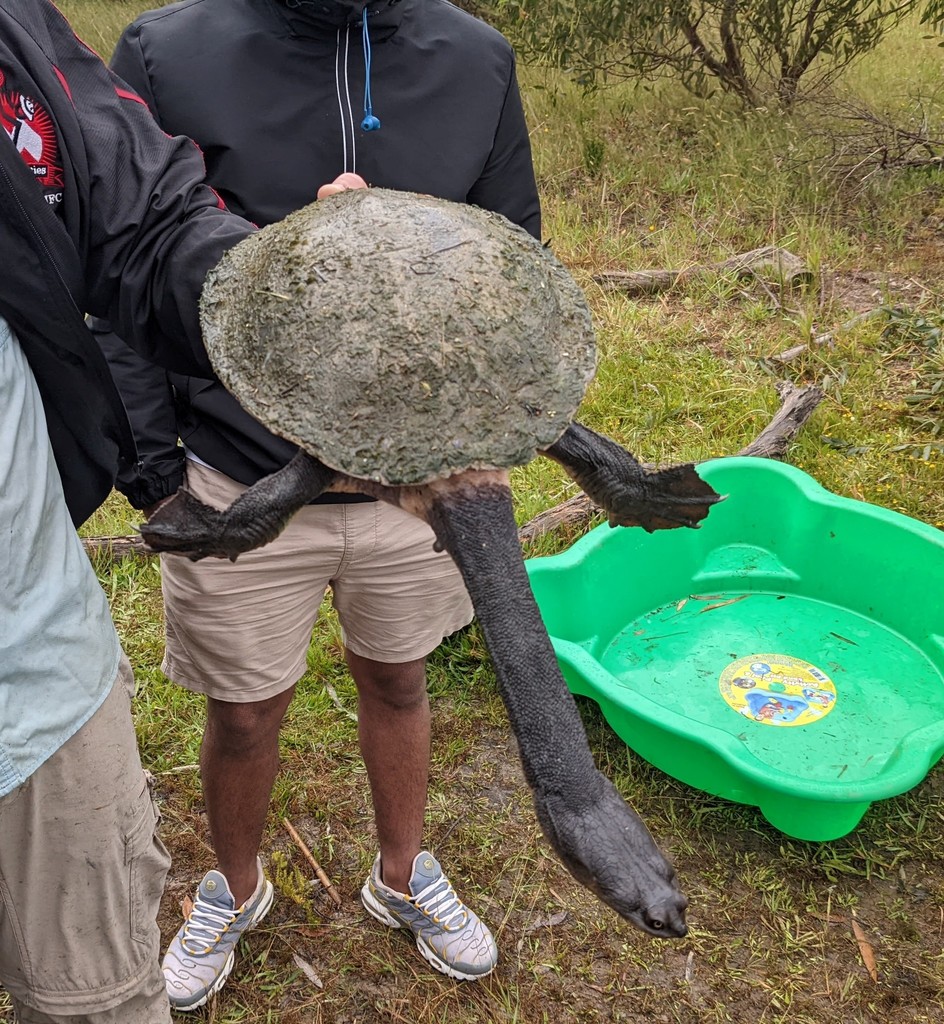 Broad-Shelled Turtle from Tuerong VIC 3915, Australia on December 7 ...
