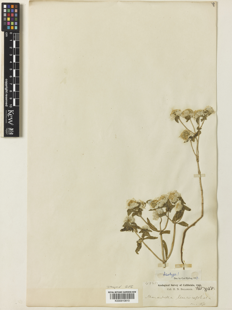 Merced monardella (Monardella leucocephala) - Botanical Realm