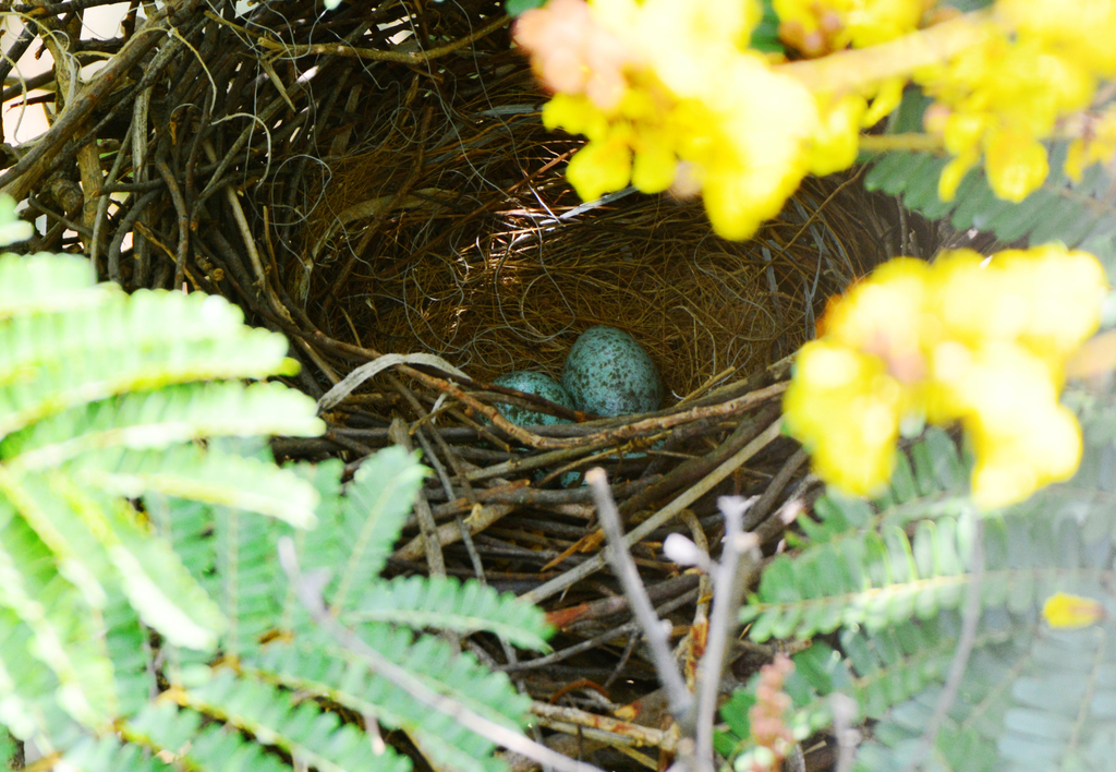Large-billed Crow from Amblipura, Eastwood Twp, HSR Layout, Bengaluru ...