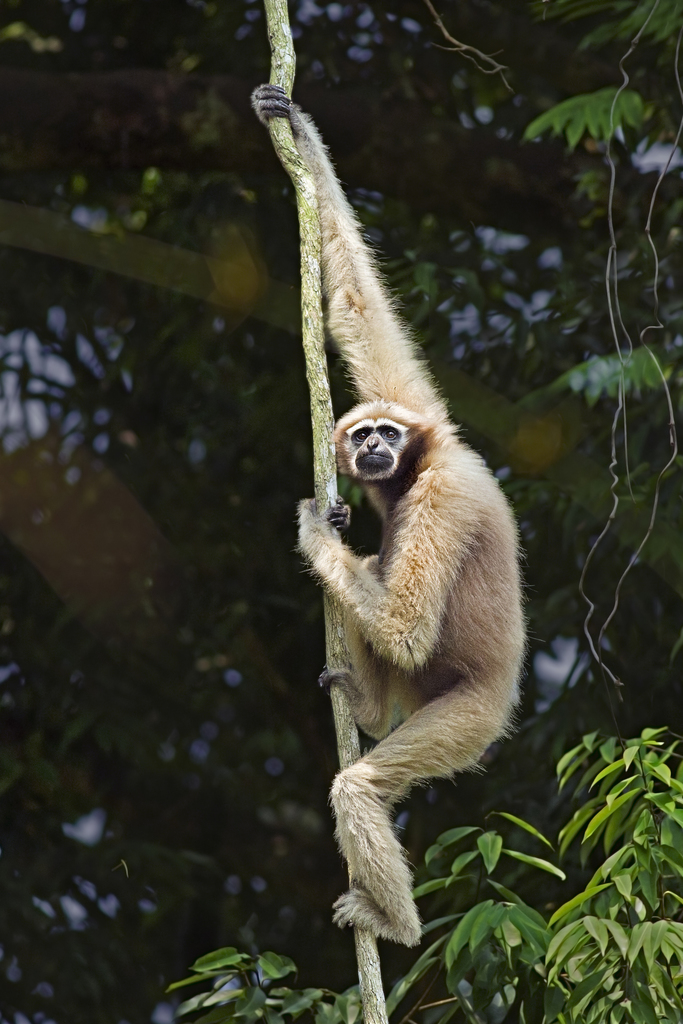 Hoolock Gibbons (Hoolock) - Know Your Mammals
