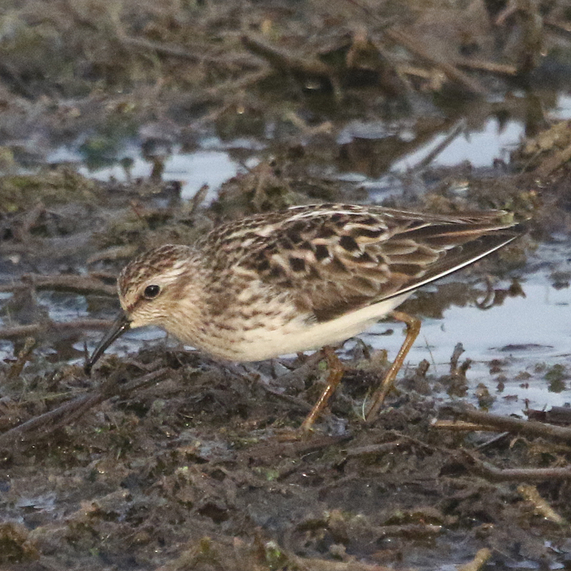 Least Sandpiper from Simcoe County, ON, Canada on May 15, 2022 at 06:39 ...