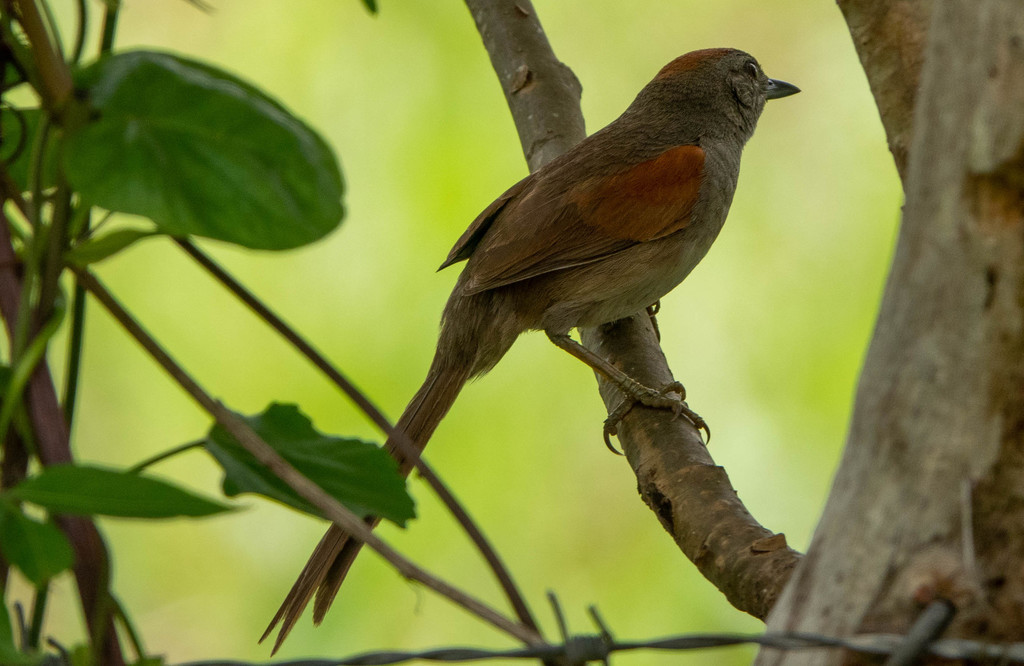 Pale-breasted Spinetail from El Chirú, Panama on May 4, 2022 at 12:52 ...