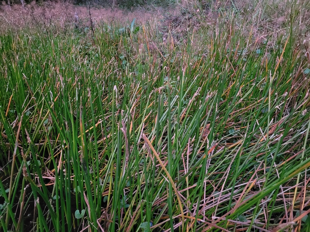 spikerushes from Santa Teresa, ES, Brasil on May 12, 2022 at 05:26 PM ...