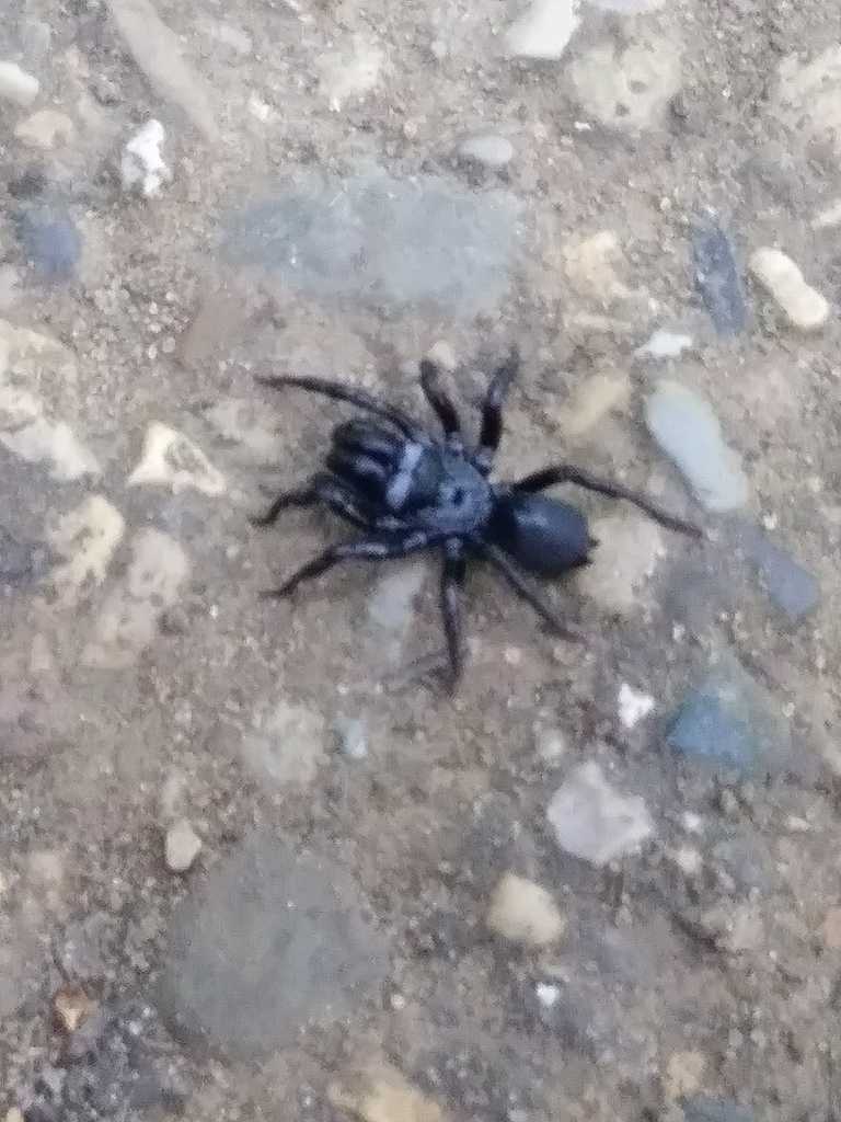 Black Purseweb Spider from Deer Park Township, IL, USA on June 16, 2018 ...