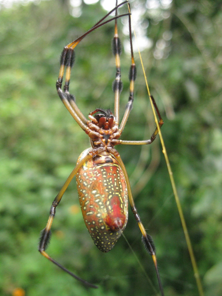 Golden Silk Spider from Huatusco, Ver., México on September 2, 2011 at ...