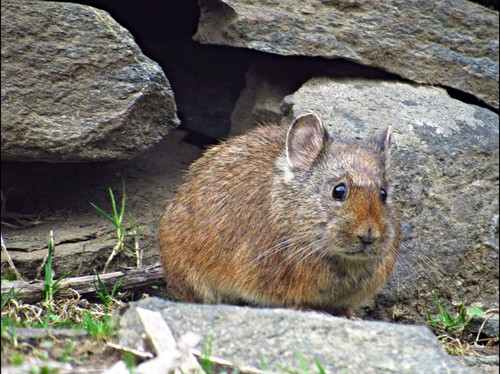 Ochotona roylei · iNaturalist Mexico