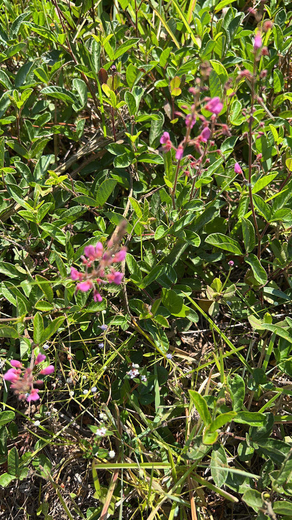 creeping beggarweed from Ponte Vedra Beach on May 16, 2022 at 09:52 AM ...