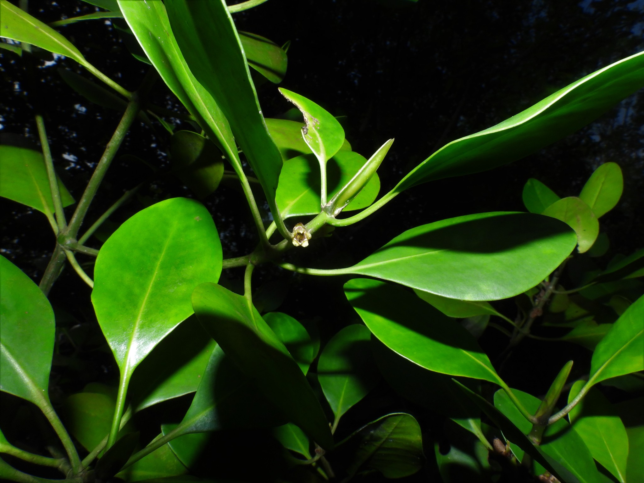 Ceriops zippeliana Blume