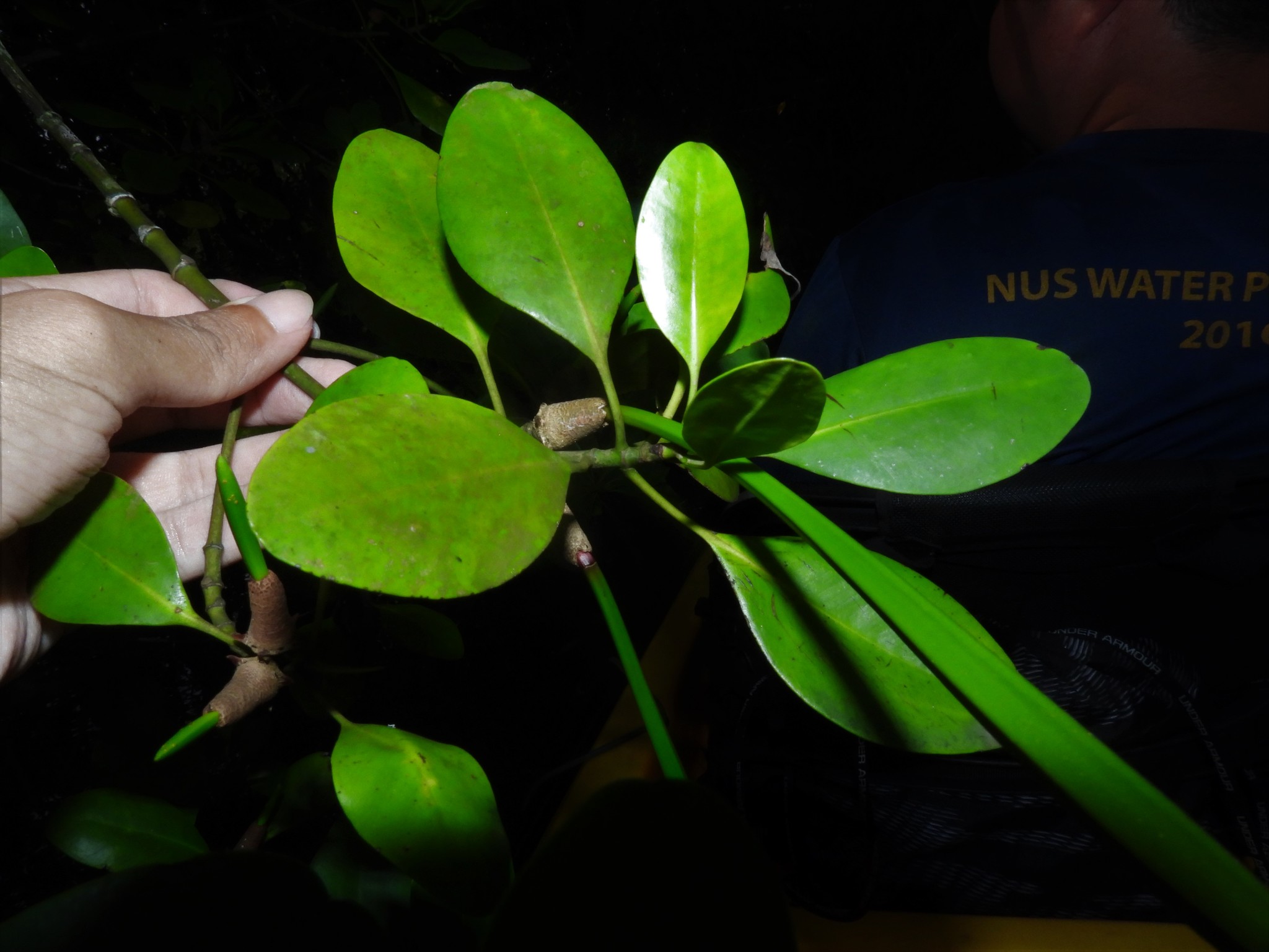 Ceriops zippeliana Blume