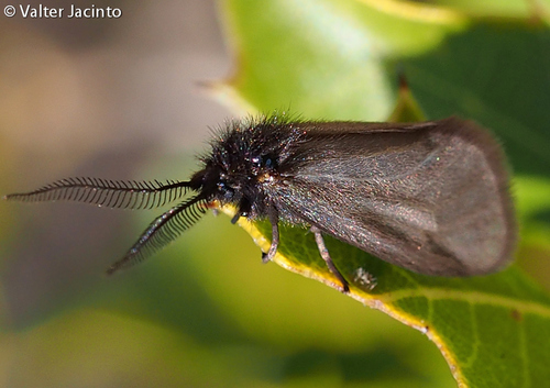 Familia Heterogynidae · iNaturalist Ecuador