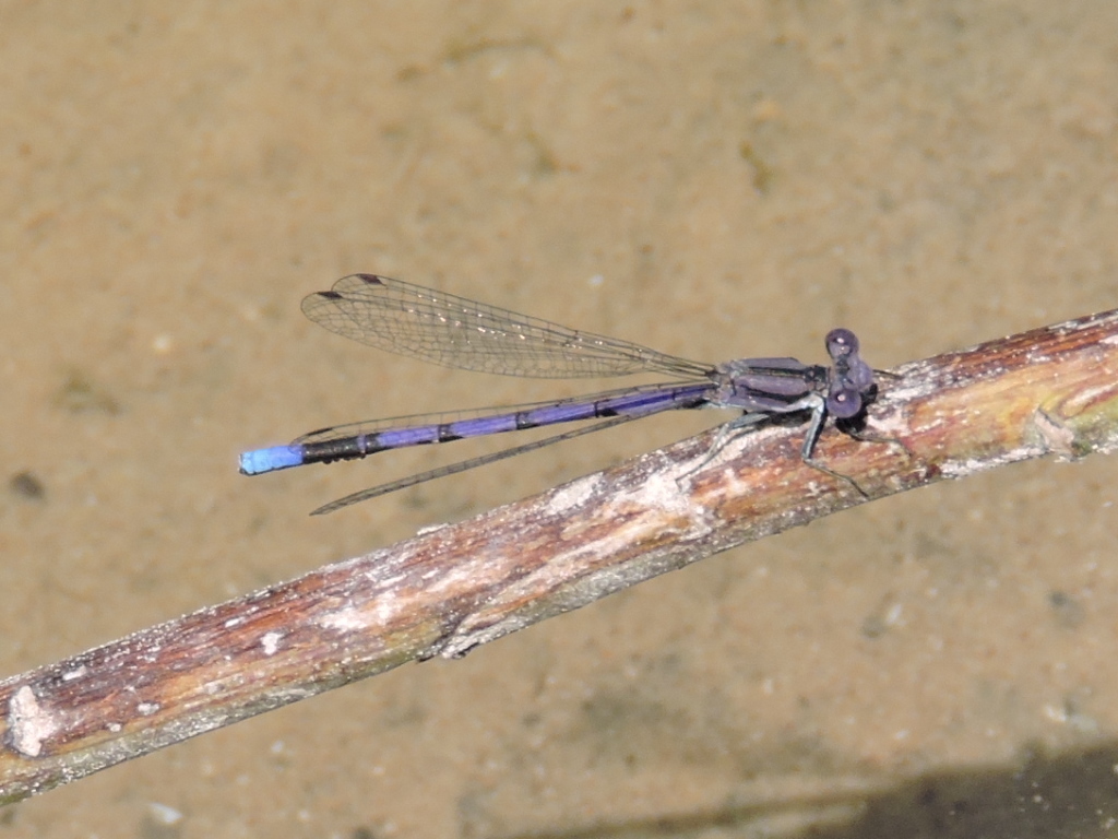 Variable Dancer from Parker County, US-TX, US on June 7, 2015 by Sam ...