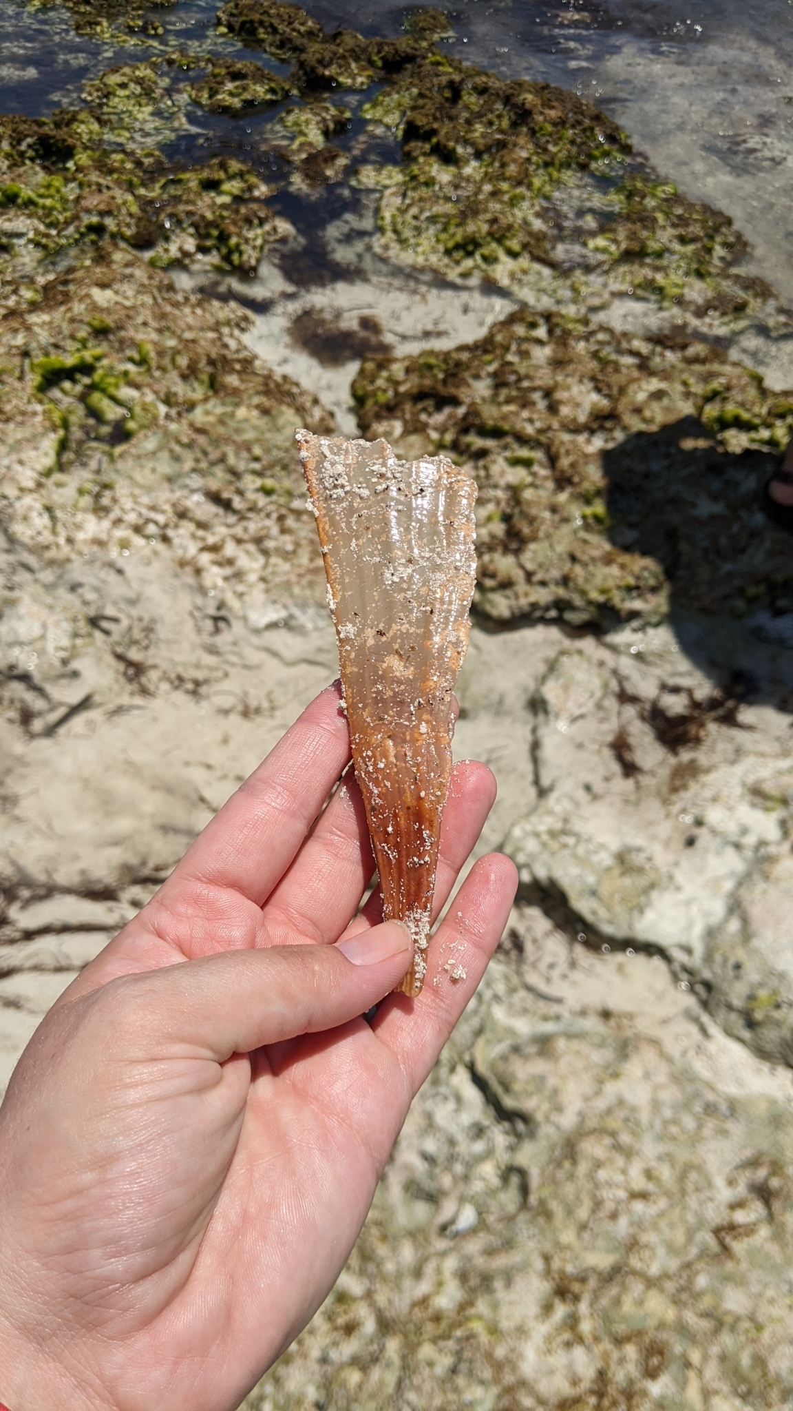 Pinna carnea Gmelin, 1791