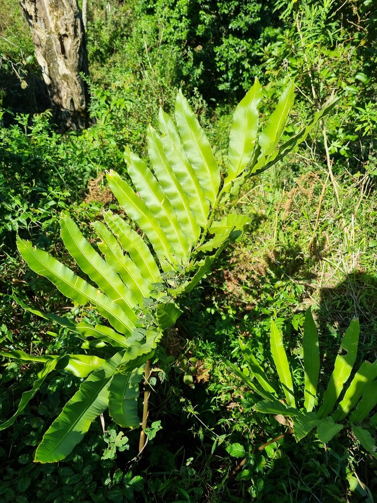 Grass Cycad (Lower orders of plants of the Mfolozi River catchment ...