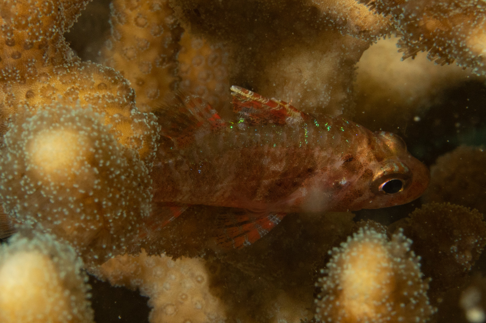 Fowleria Jordan & Evermann, 1903