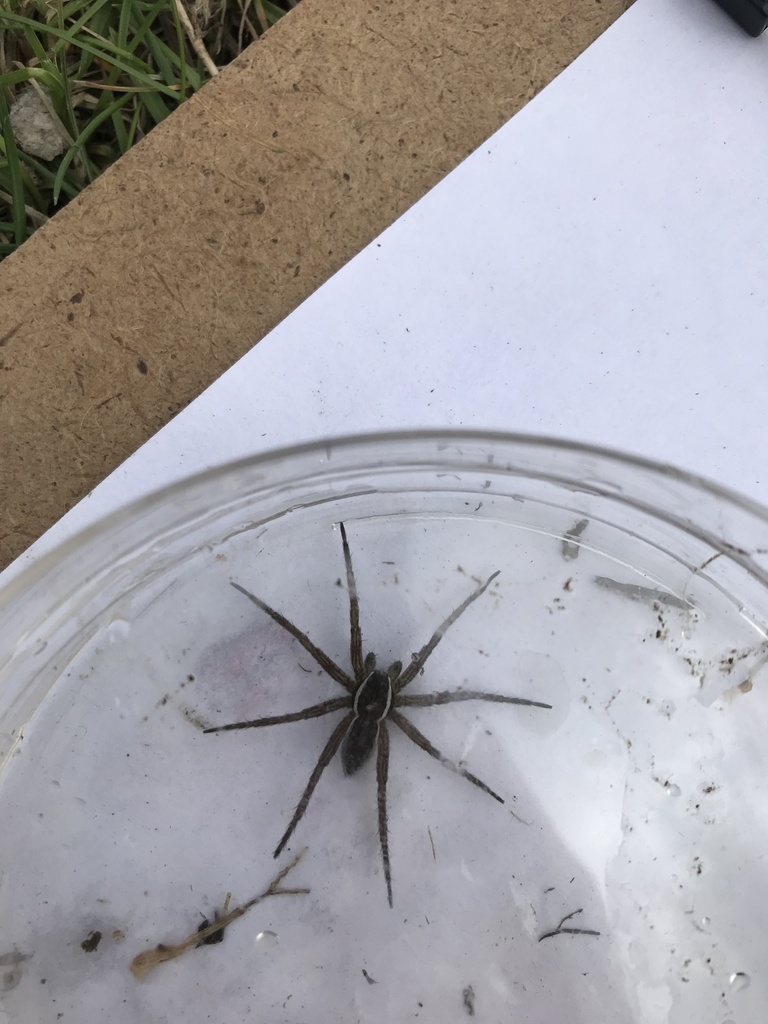 Six-spotted Fishing Spider from Ellendale, MN, US on May 10, 2022 at 09 ...